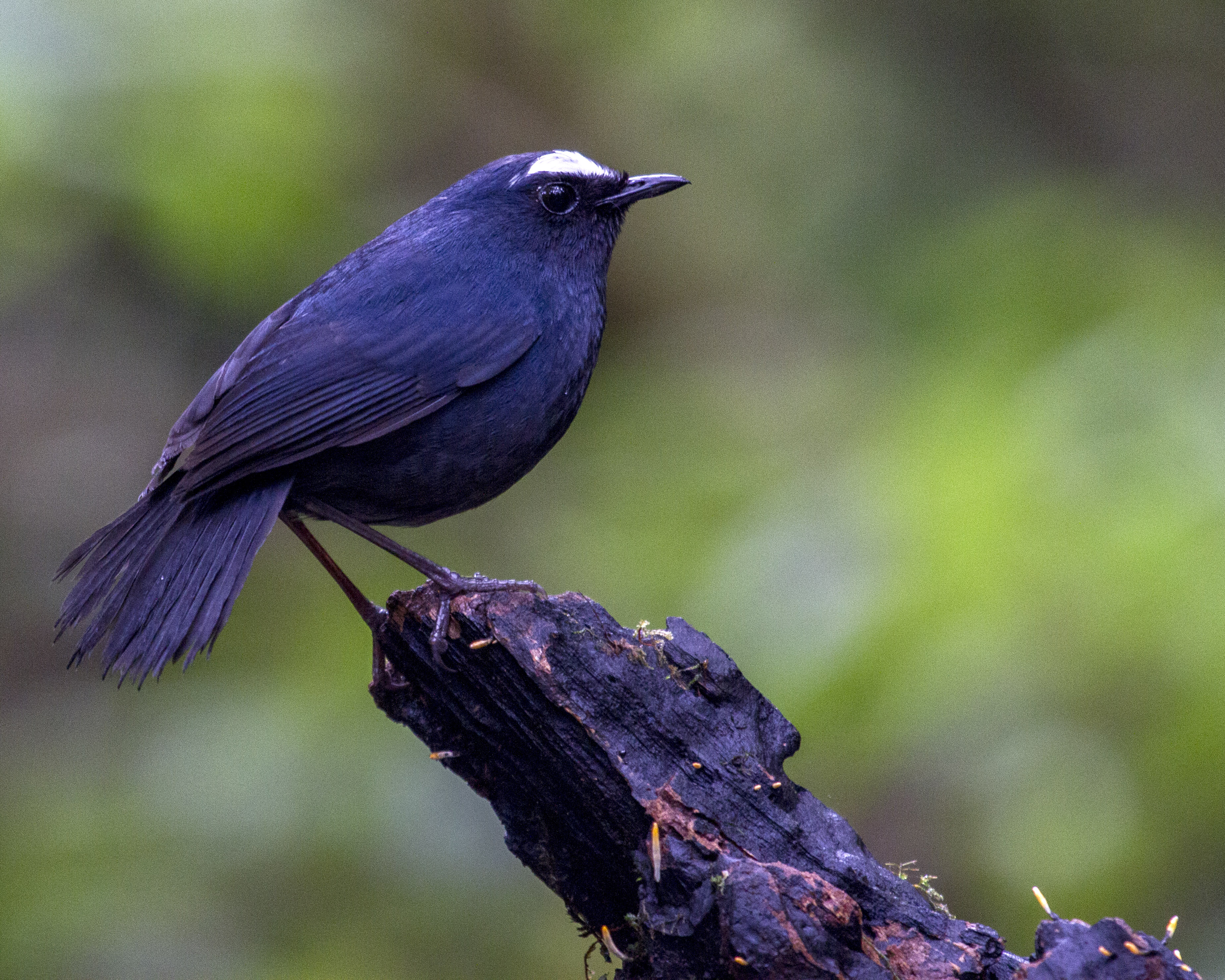 Himalayan Shortwing (Brachypteryx cruralis) :: BirdWeather