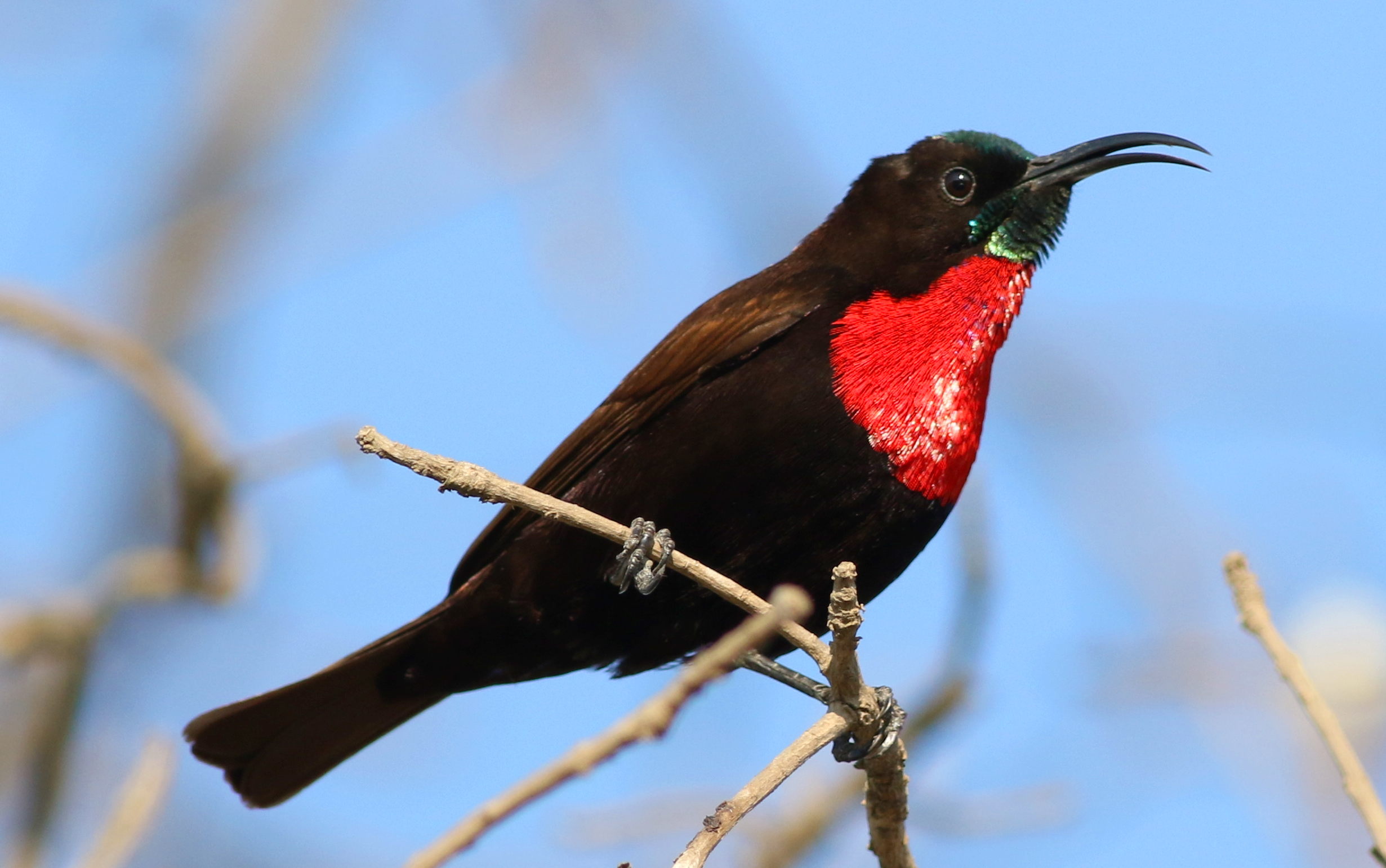 Scarlet-chested Sunbird (Chalcomitra senegalensis) :: BirdWeather
