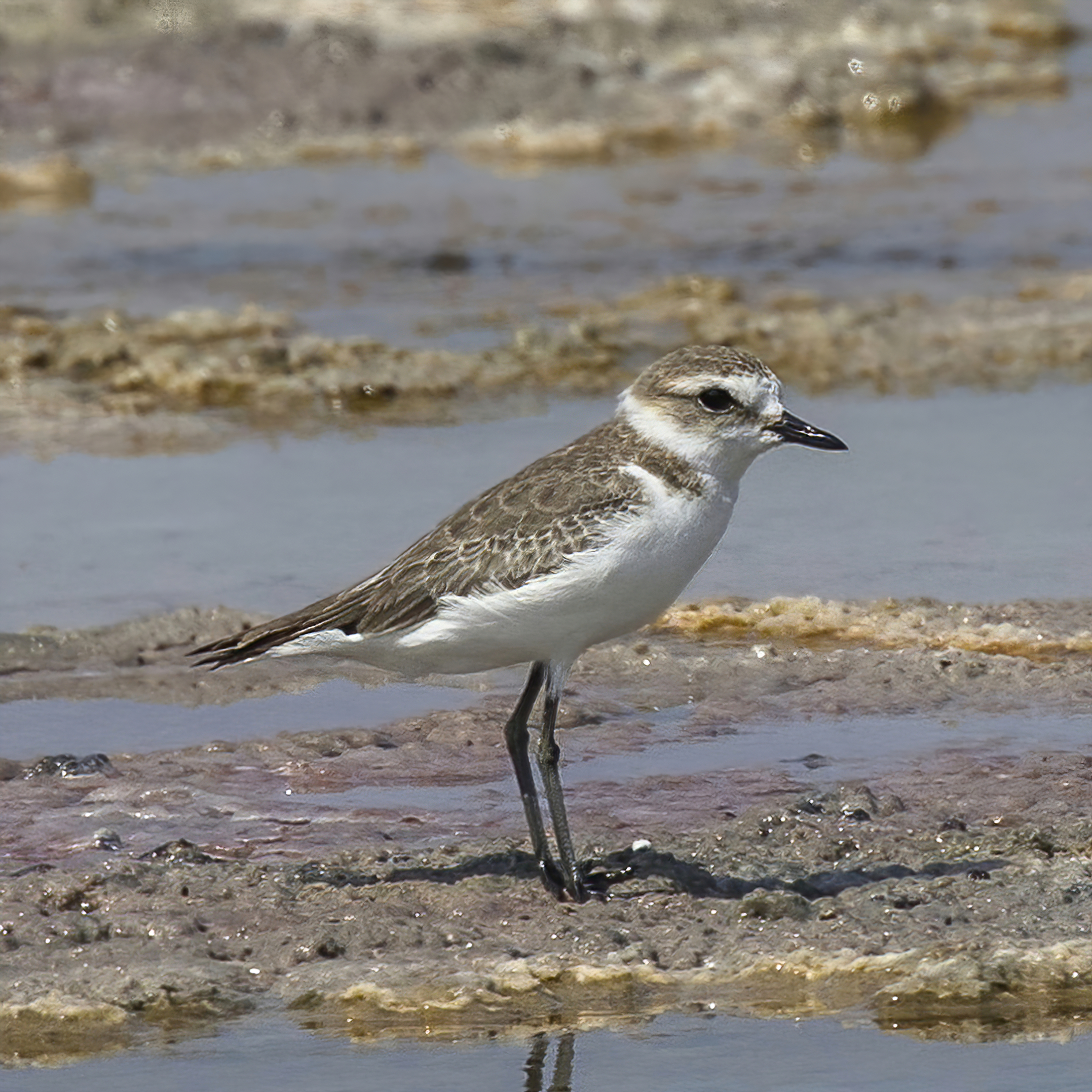 Kentish Plover (Charadrius alexandrinus) :: BirdWeather