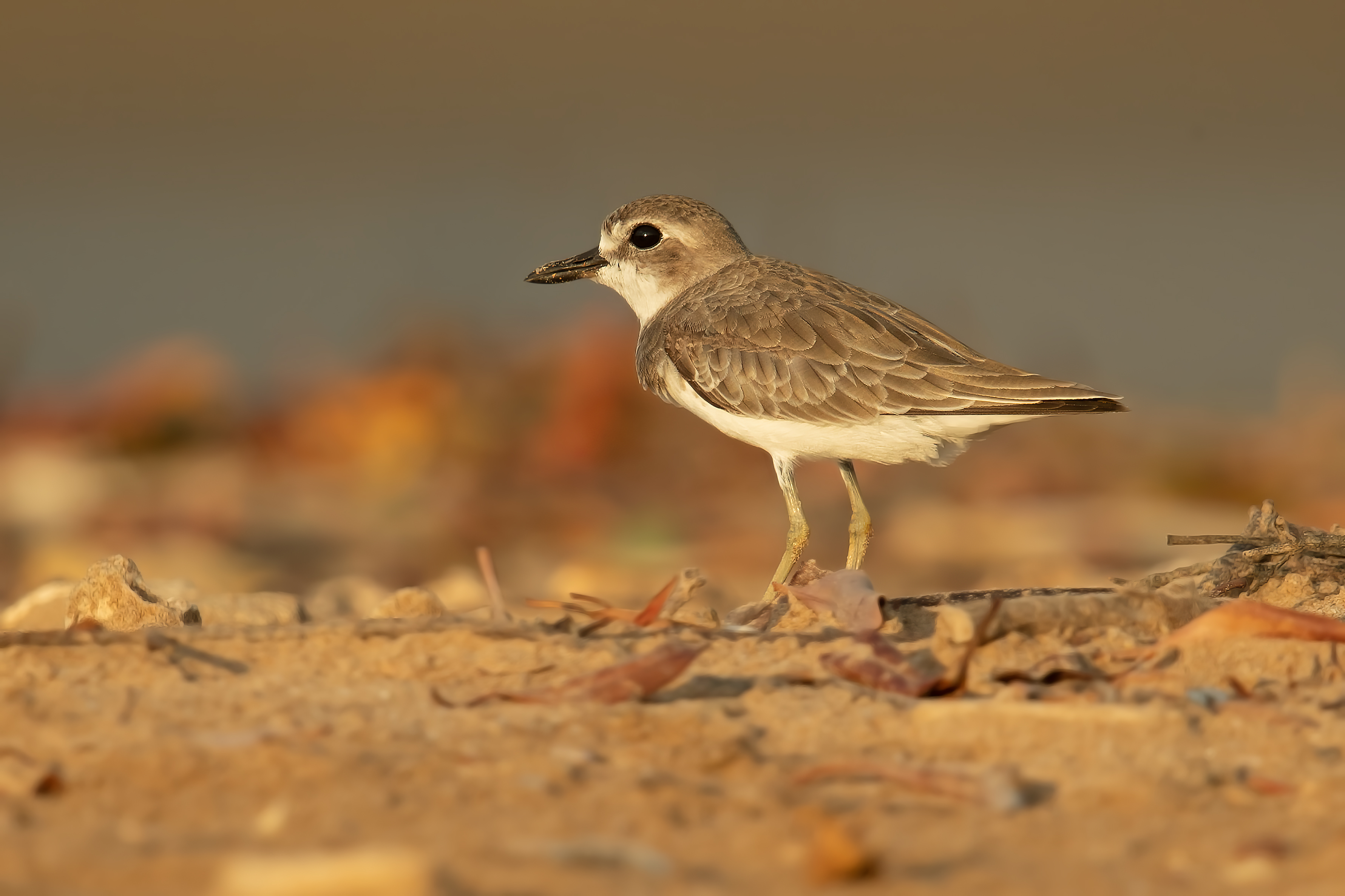 Greater Sand-Plover (Charadrius leschenaultii) :: BirdWeather