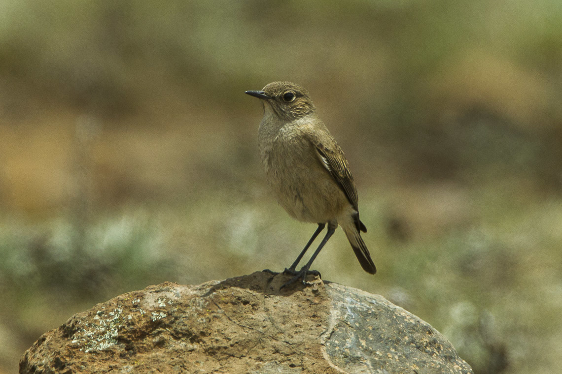 Sickle-winged Chat (Emarginata sinuata) :: BirdWeather