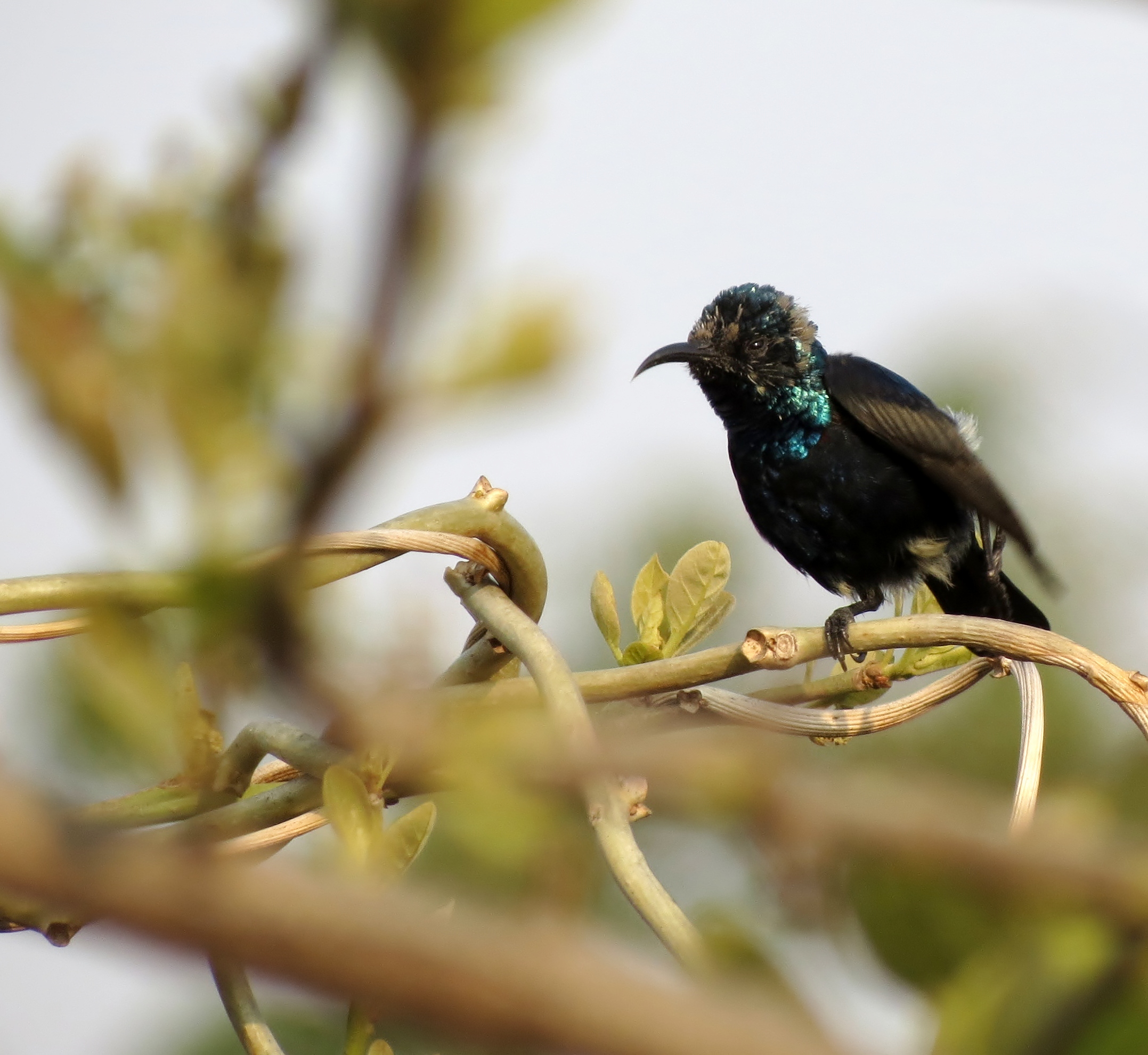 Black Sunbird (Leptocoma aspasia) :: BirdWeather