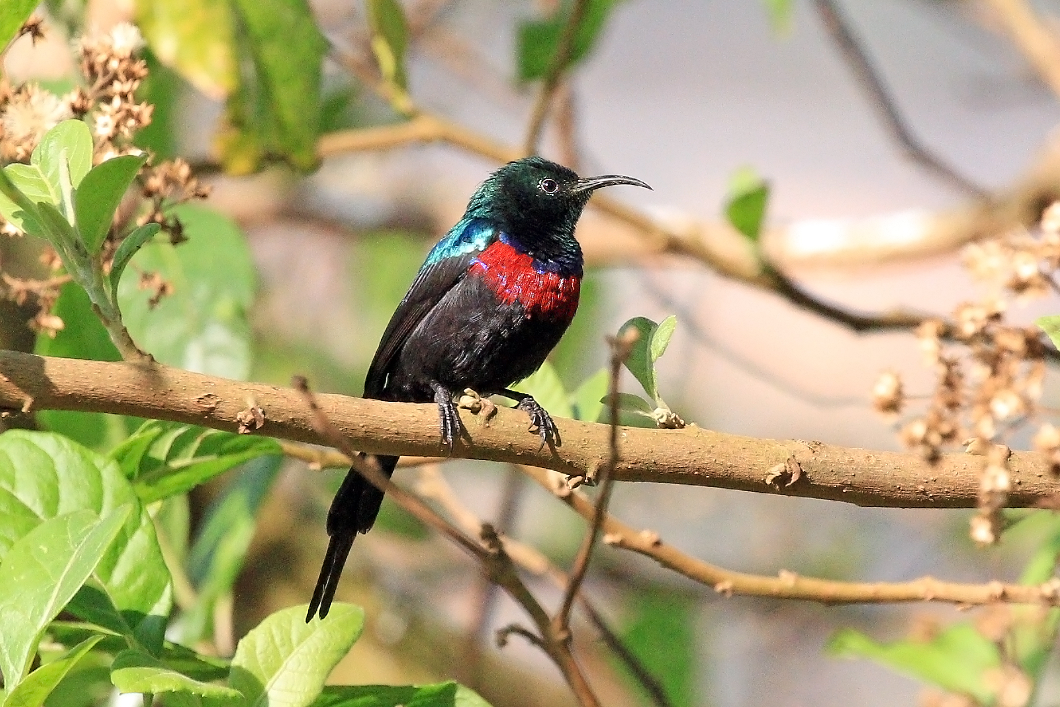 Red-chested Sunbird (Cinnyris erythrocercus) :: BirdWeather