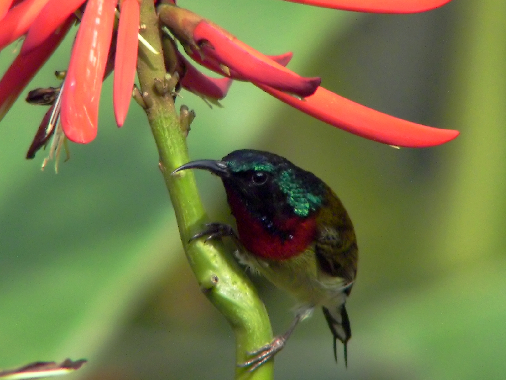 Fork-tailed Sunbird (Aethopyga christinae) :: BirdWeather