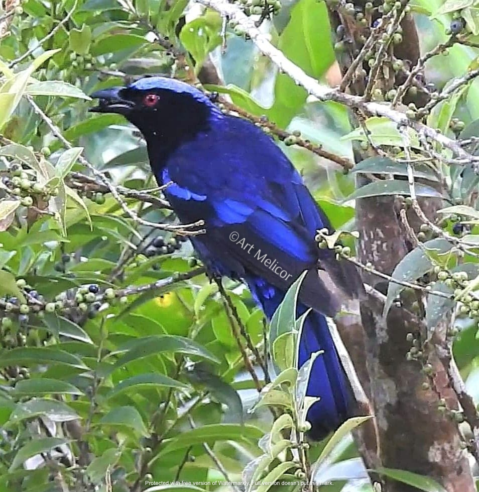 Philippine Fairy-bluebird (Irena cyanogastra) :: BirdWeather