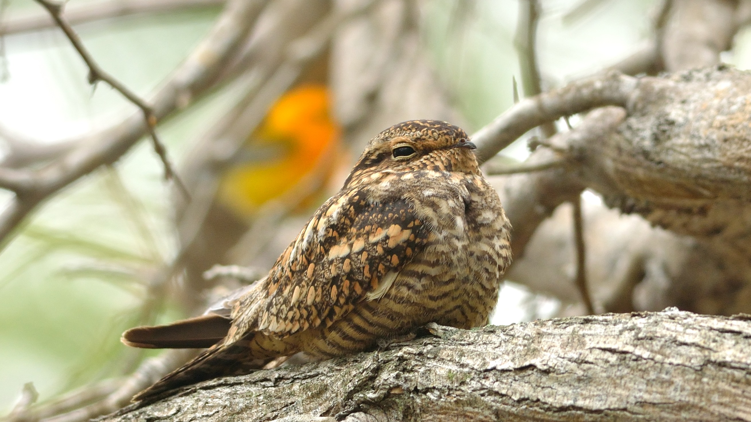 Lesser Nighthawk (Chordeiles acutipennis) :: BirdWeather