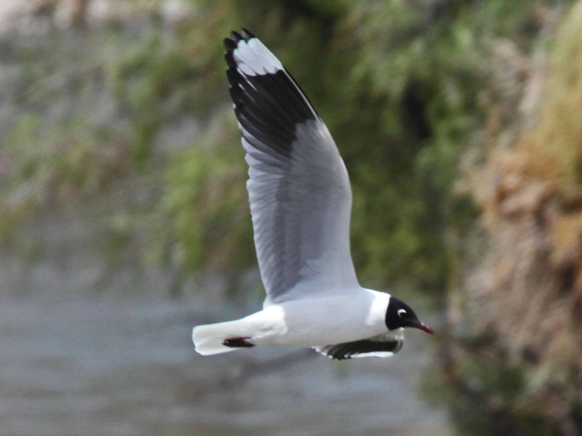 Andean Gull (Chroicocephalus serranus) :: BirdWeather