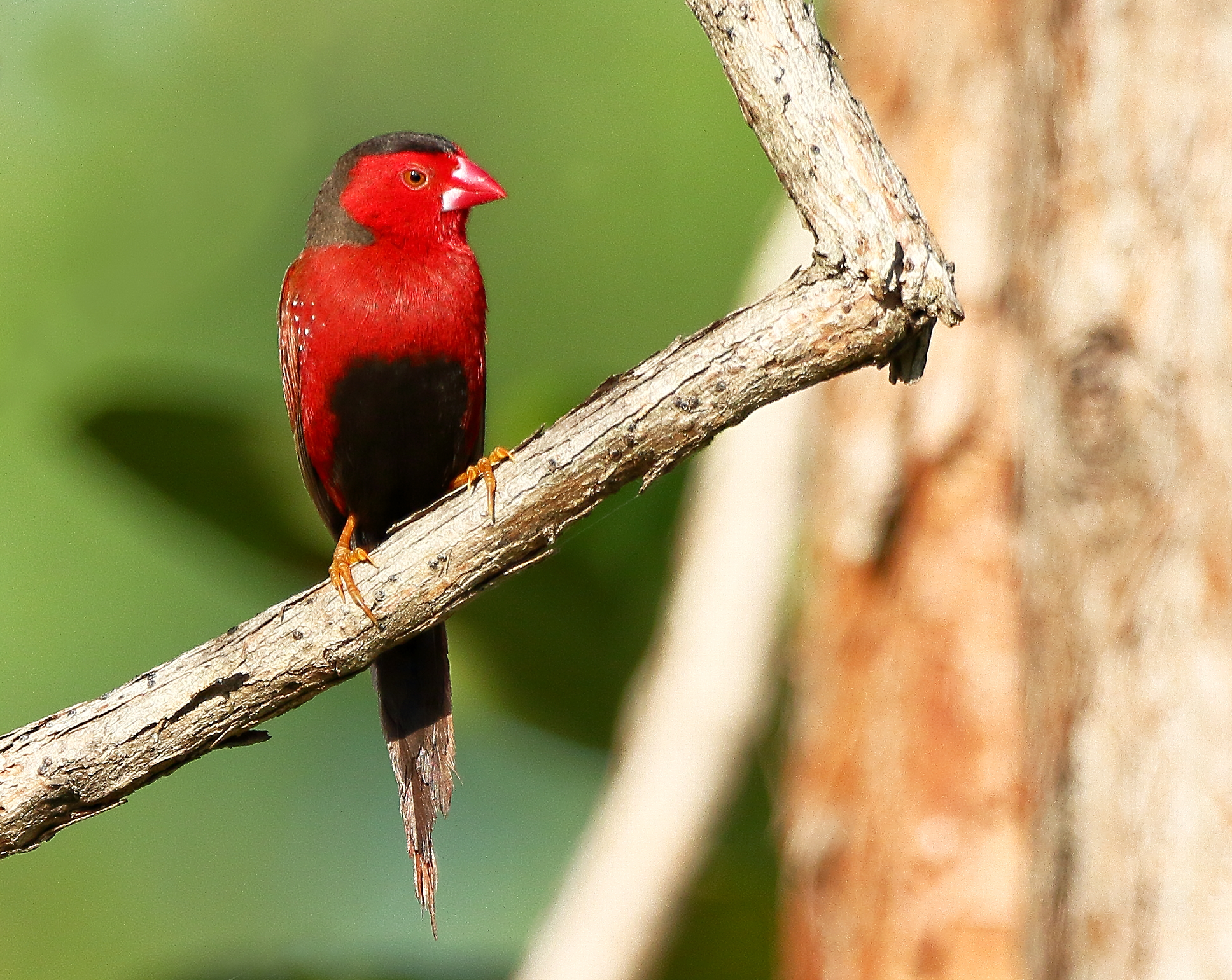 Crimson Finch (Neochmia phaeton) :: BirdWeather