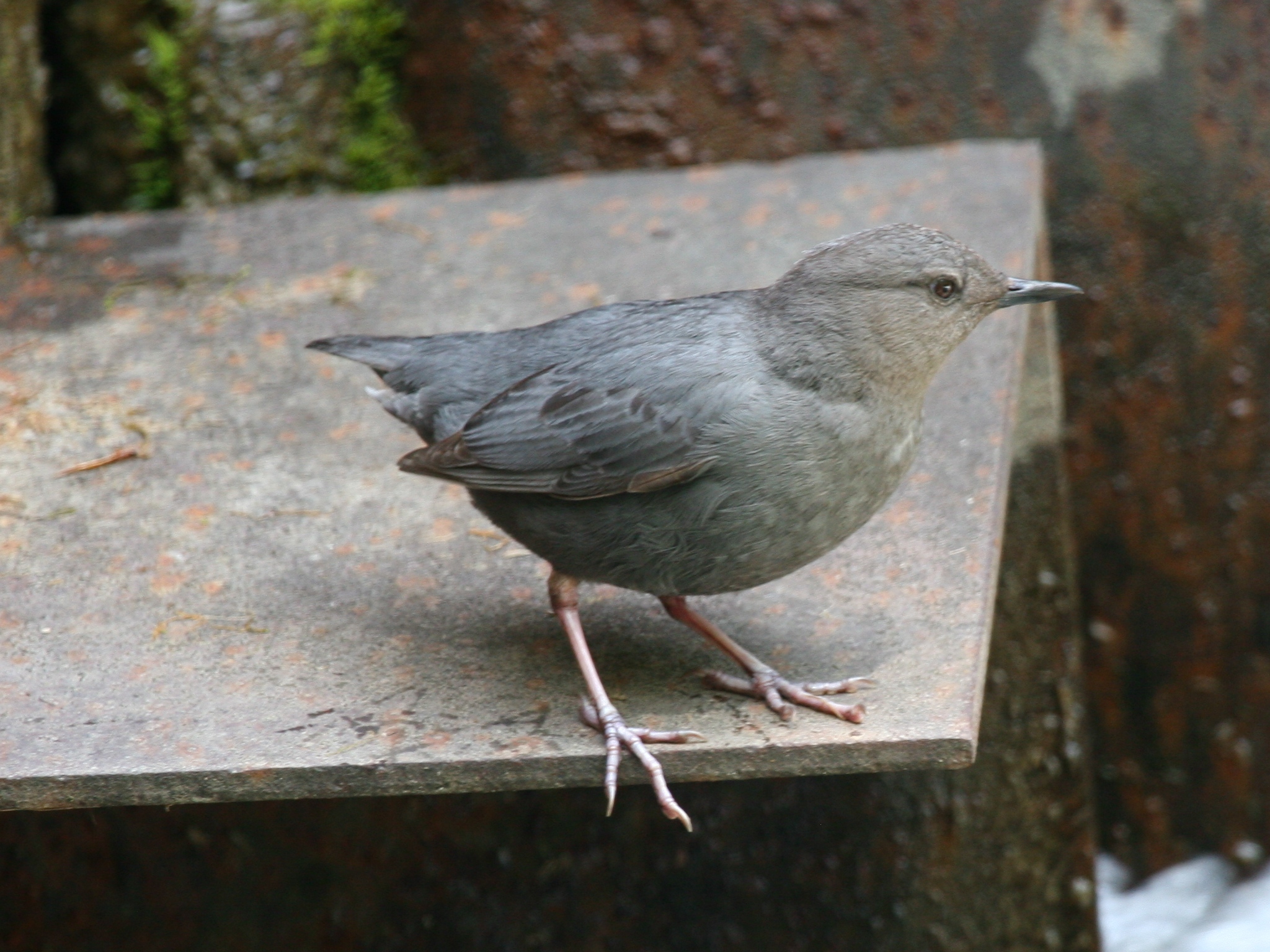 American Dipper (Cinclus mexicanus) :: BirdWeather