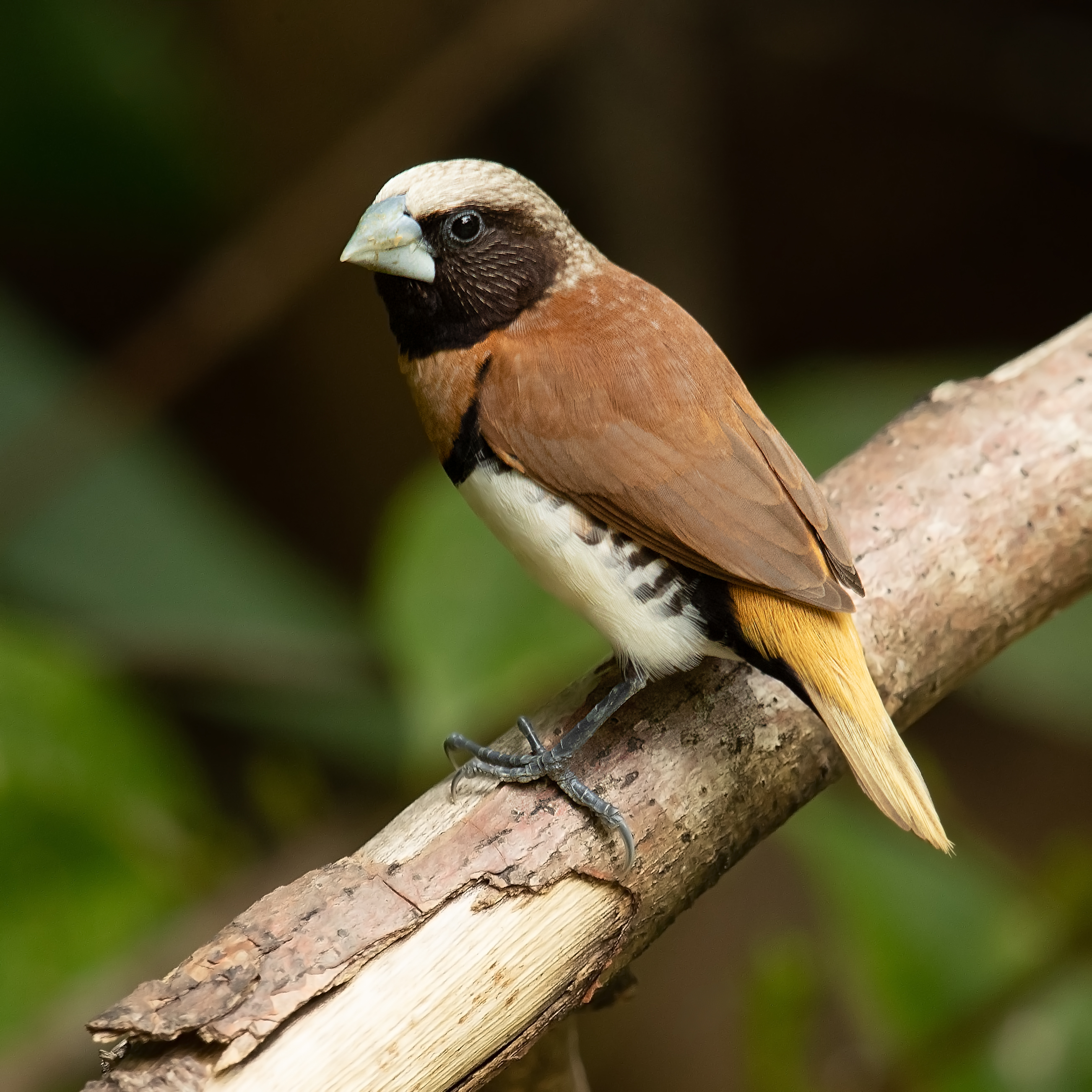 Chestnut-breasted Munia (Lonchura castaneothorax) :: BirdWeather