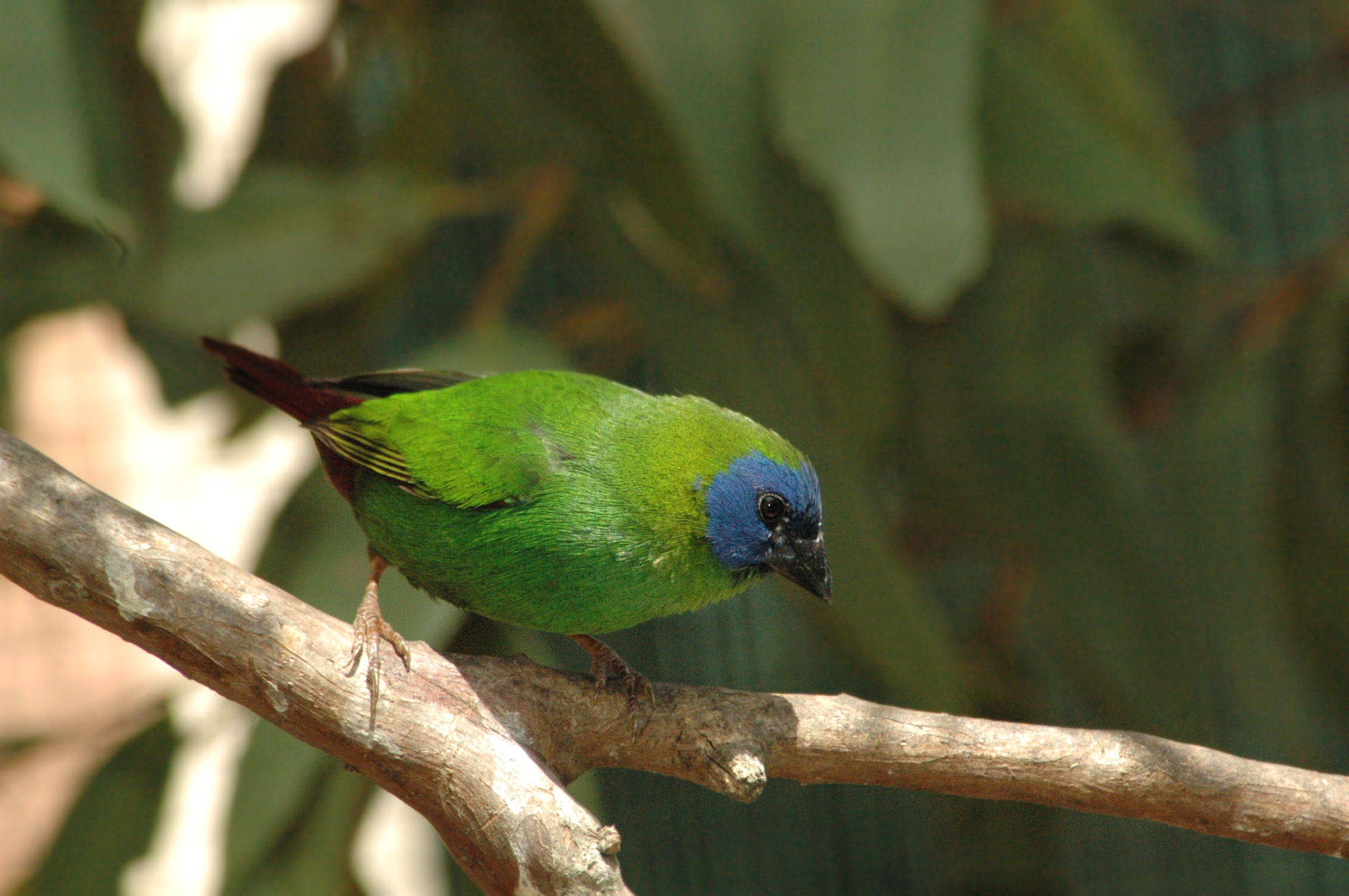 Blue-faced Parrotfinch (Erythrura trichroa) :: BirdWeather