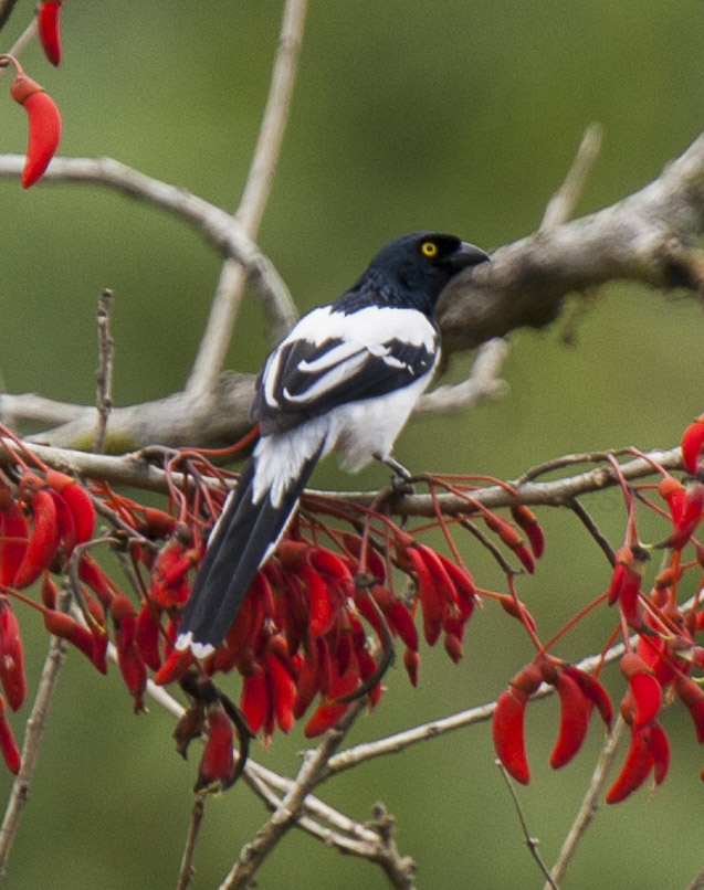 Magpie Tanager (Cissopis leverianus) :: BirdWeather