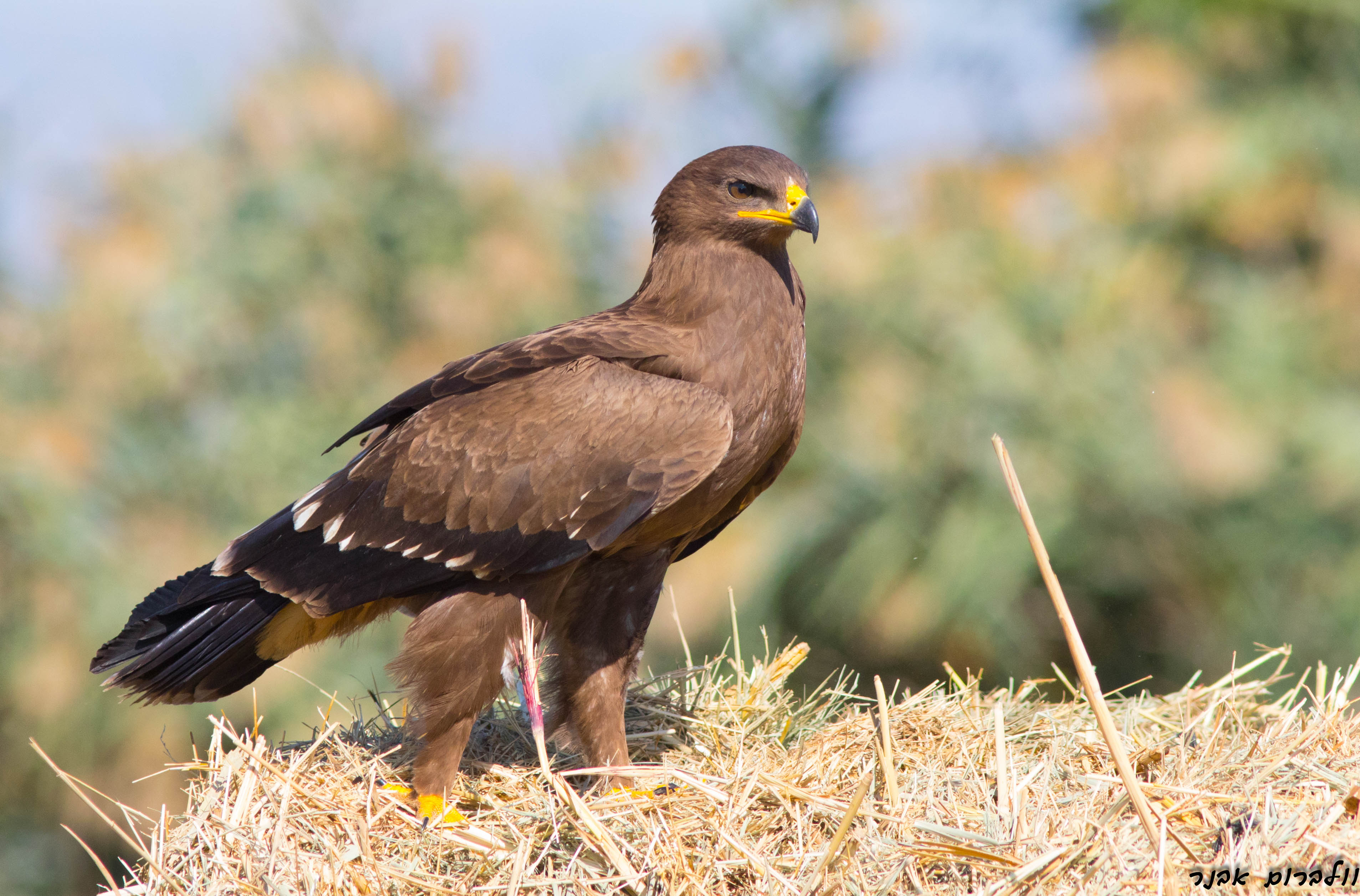 Lesser Spotted Eagle (Clanga pomarina) :: BirdWeather