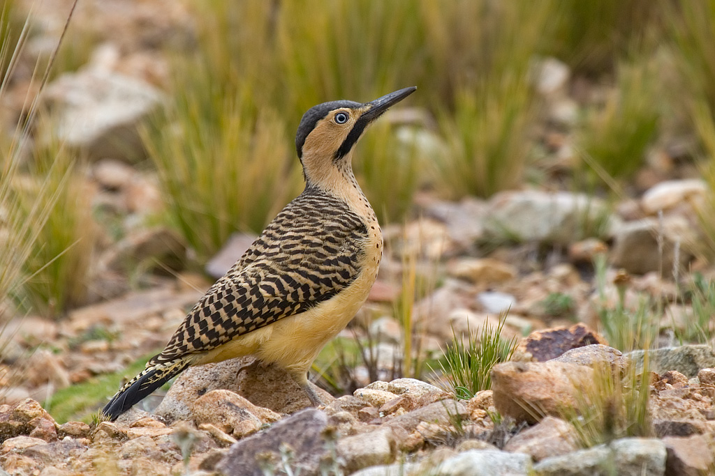 Andean Flicker (Colaptes rupicola) :: BirdWeather