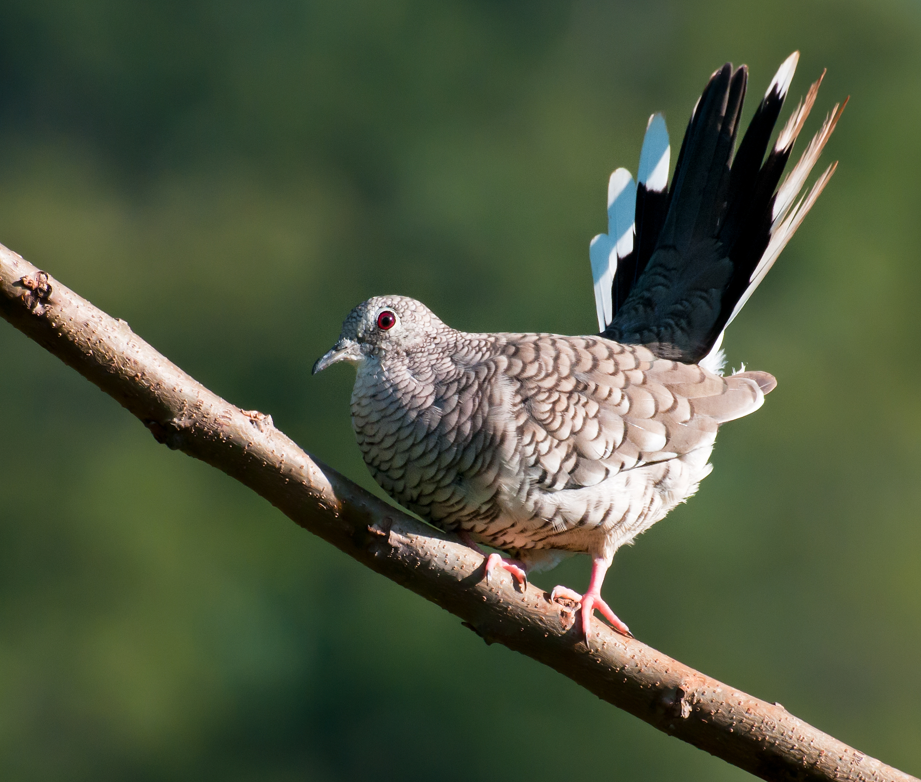 Scaled Dove (Columbina squammata) :: BirdWeather