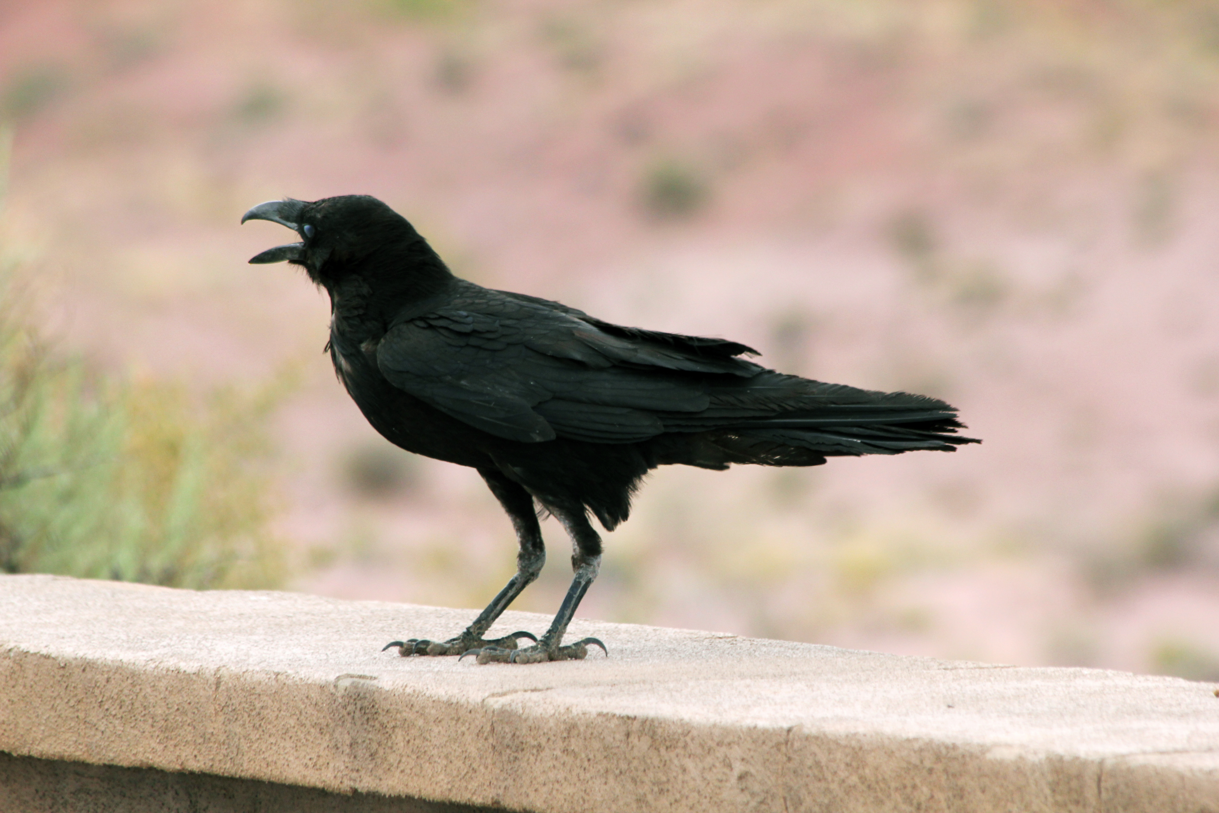 Chihuahuan Raven (Corvus cryptoleucus) :: BirdWeather
