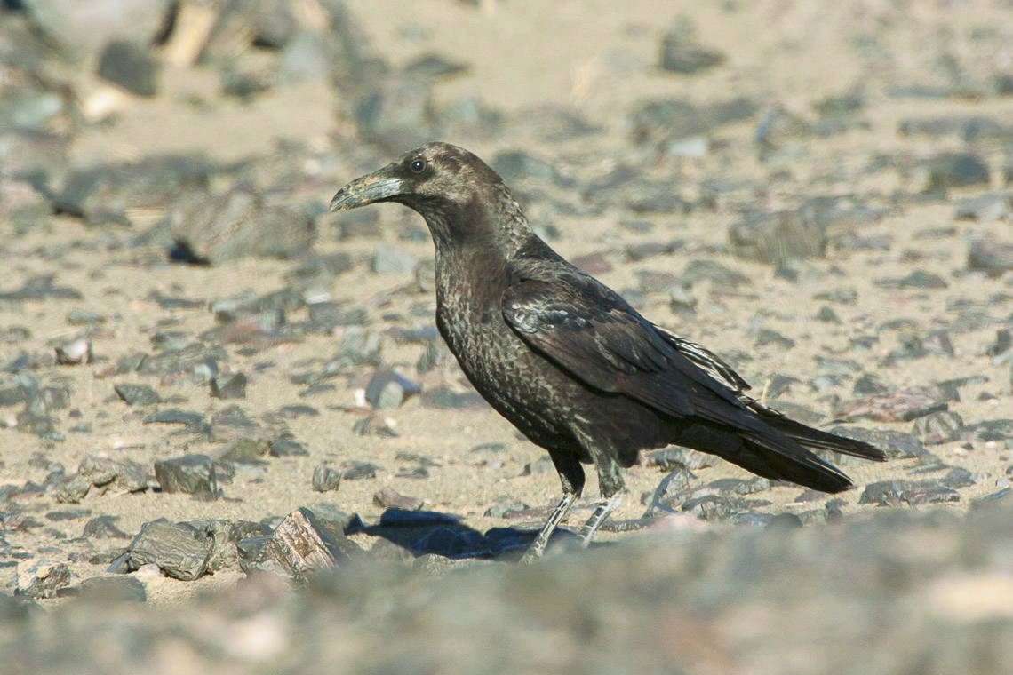 Brown-necked Raven (Corvus ruficollis) :: BirdWeather