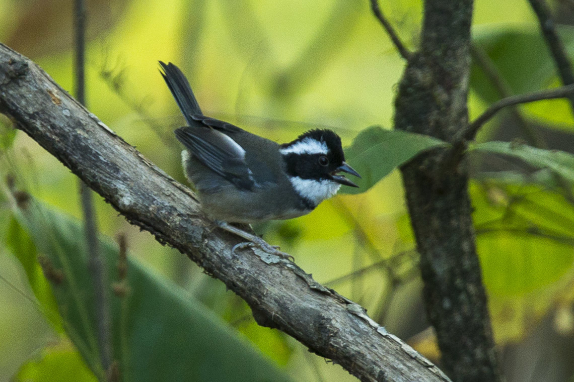 Black-capped Sparrow (Arremon abeillei) :: BirdWeather