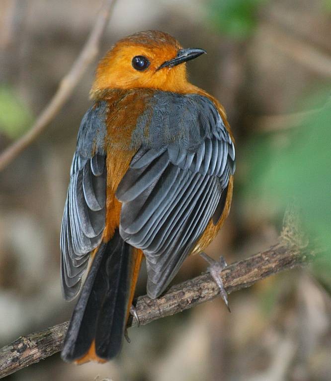 Red-capped Robin-Chat (Cossypha natalensis) :: BirdWeather