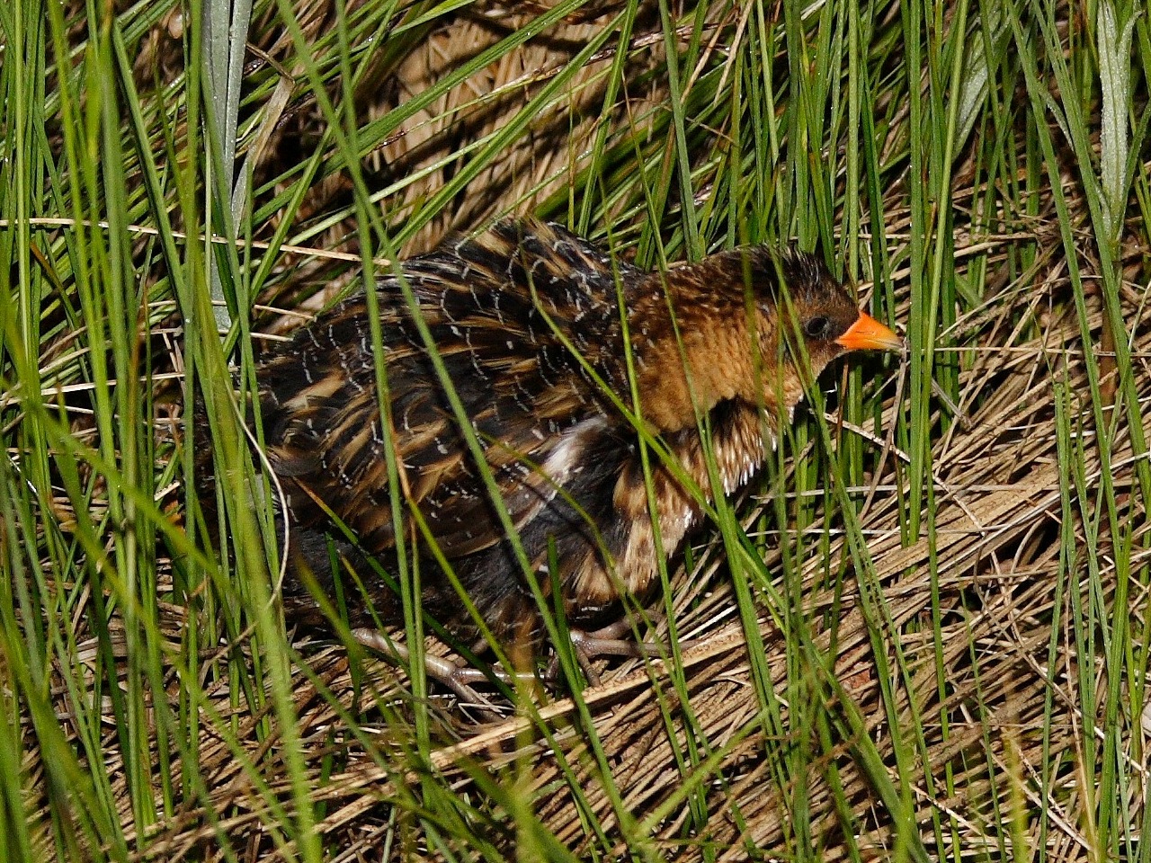Yellow Rail (Coturnicops noveboracensis) :: BirdWeather