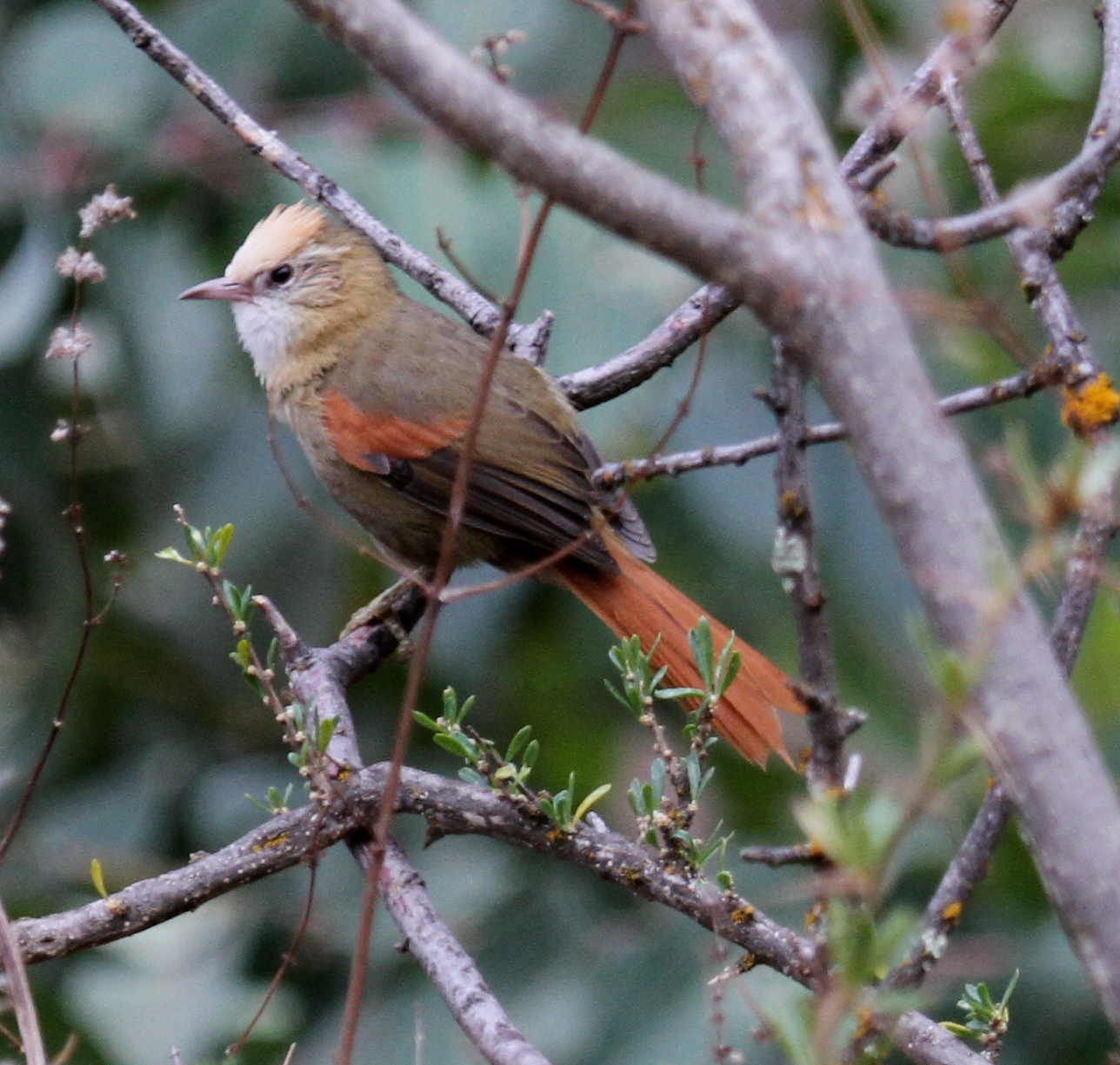 Creamy-crested Spinetail (Cranioleuca albicapilla) :: BirdWeather