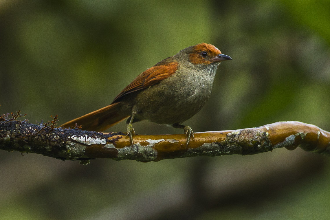 Red-faced Spinetail (Cranioleuca erythrops) :: BirdWeather