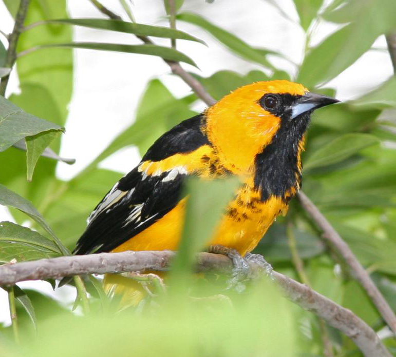 White-edged Oriole (Icterus graceannae) :: BirdWeather