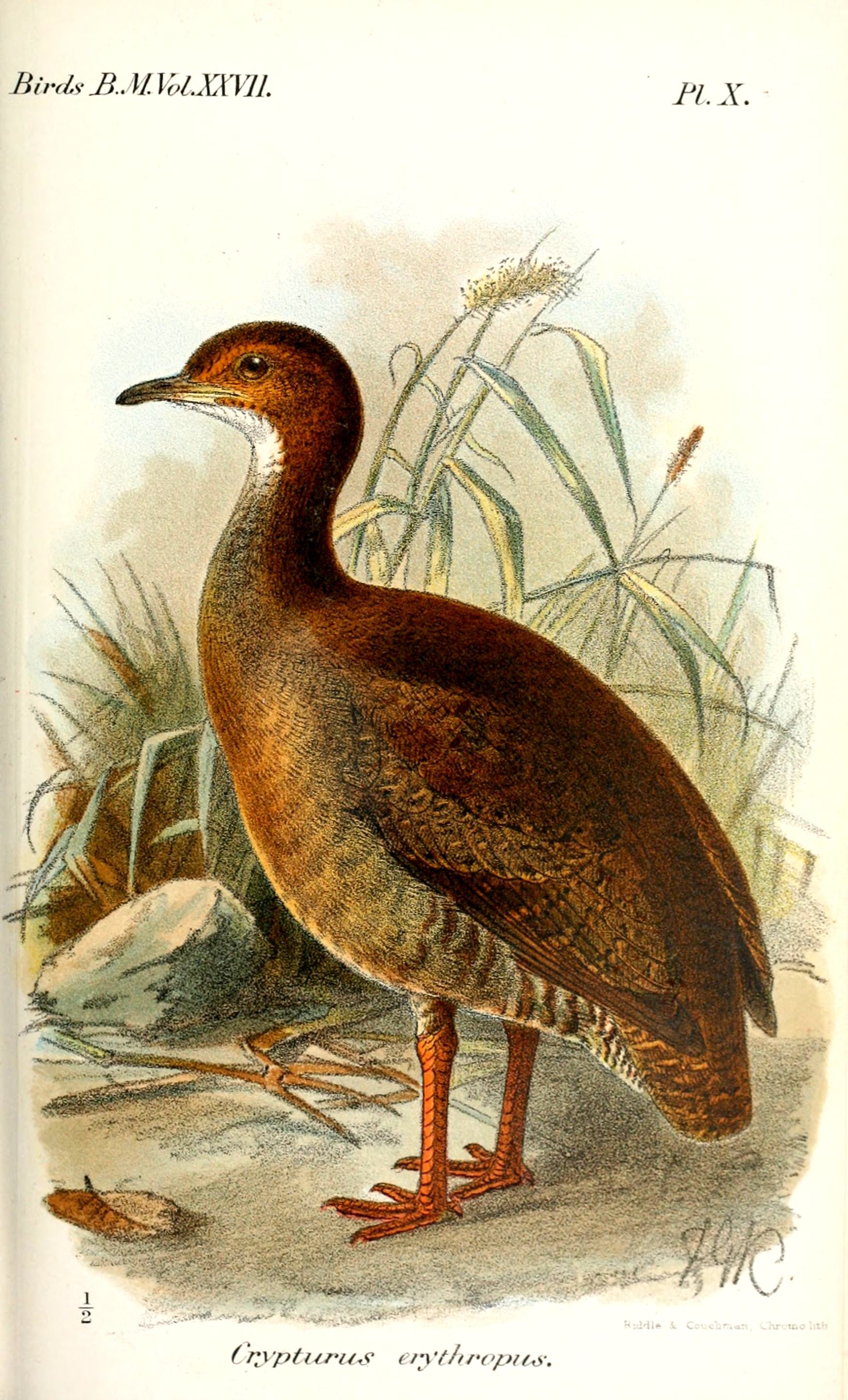 Red-legged Tinamou (Crypturellus erythropus) :: BirdWeather