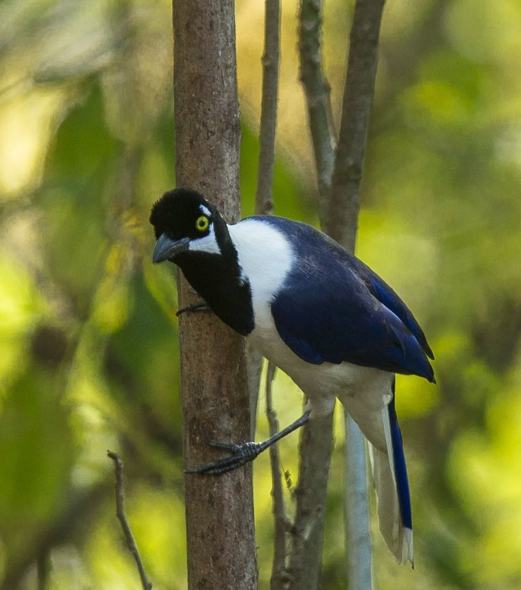 White-tailed Jay (Cyanocorax mystacalis) :: BirdWeather