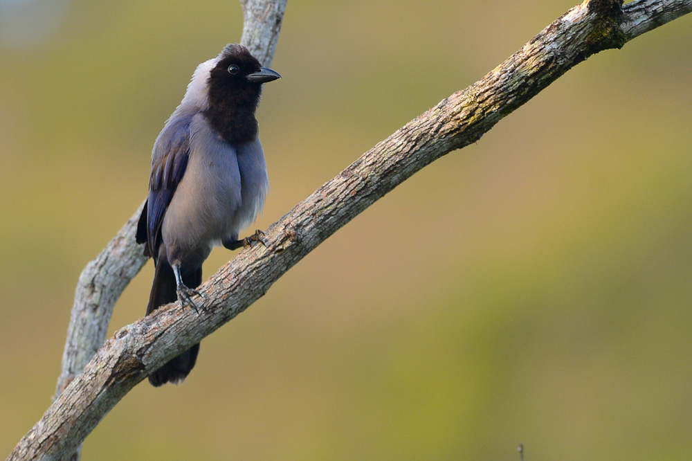 Violaceous Jay (Cyanocorax violaceus) :: BirdWeather