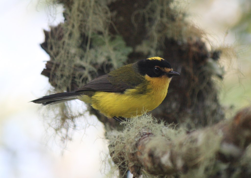 Yellow-crowned Redstart (Myioborus flavivertex) :: BirdWeather