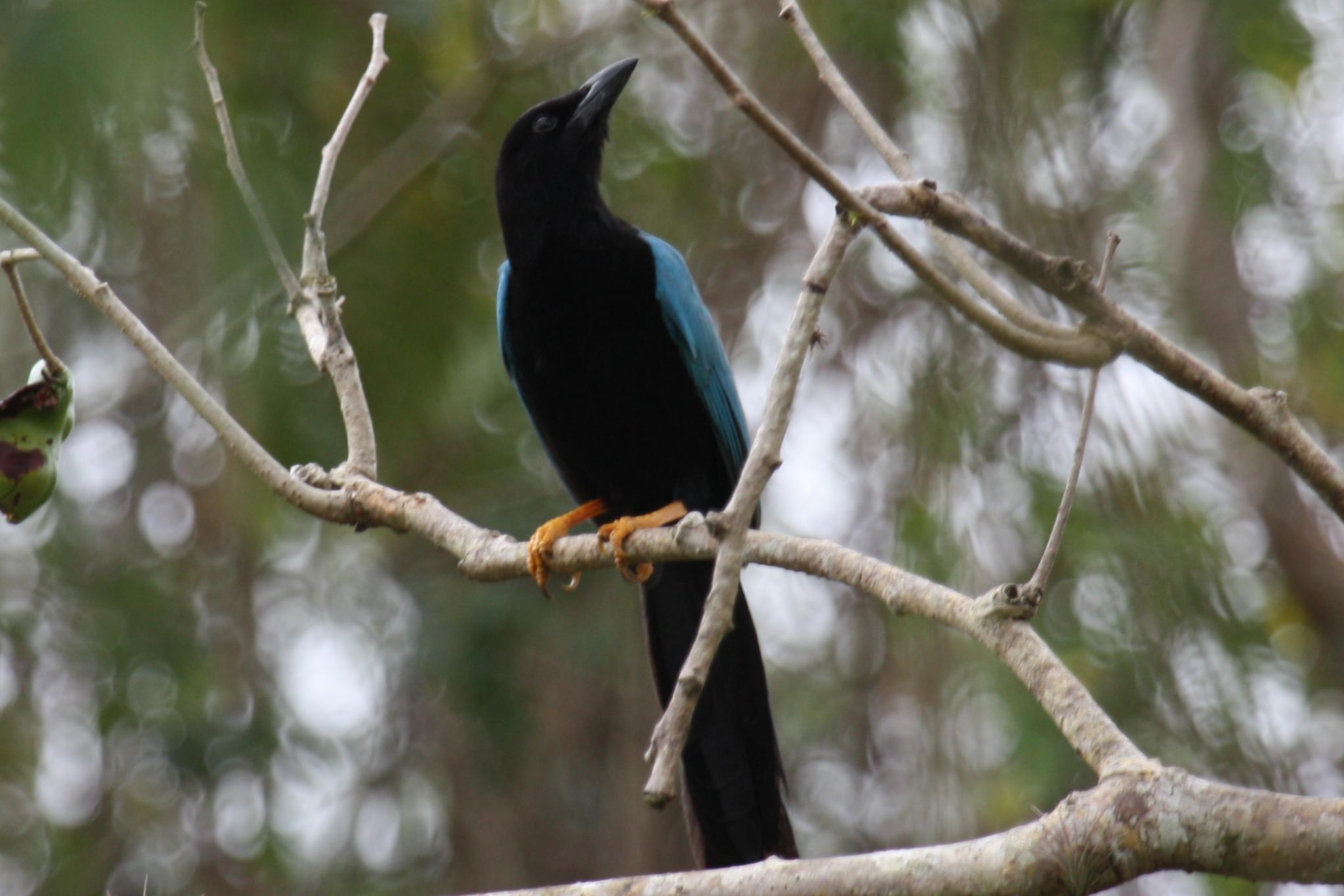 Yucatan Jay (Cyanocorax yucatanicus) :: BirdWeather