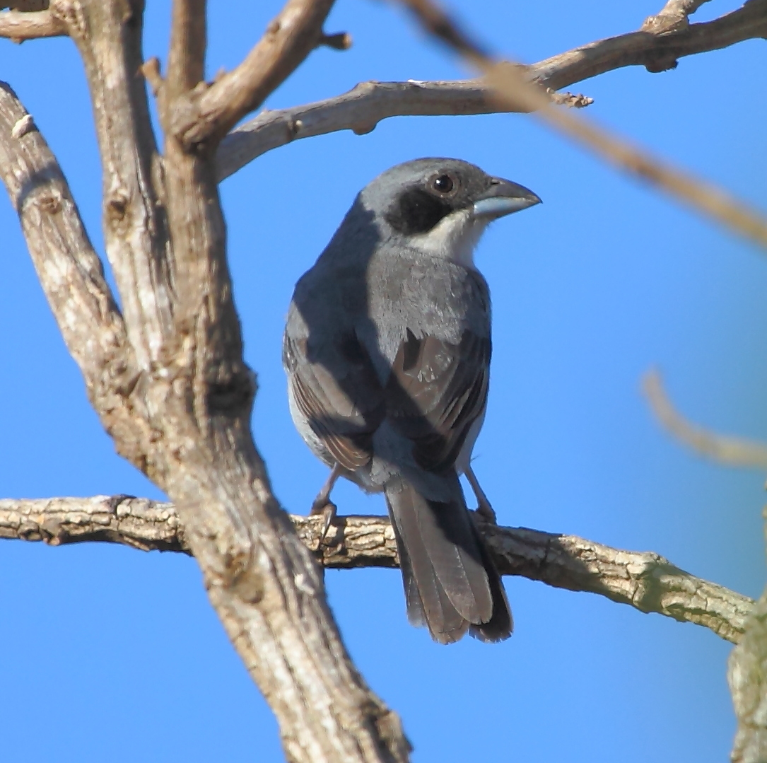 White-banded Tanager (Neothraupis fasciata) :: BirdWeather