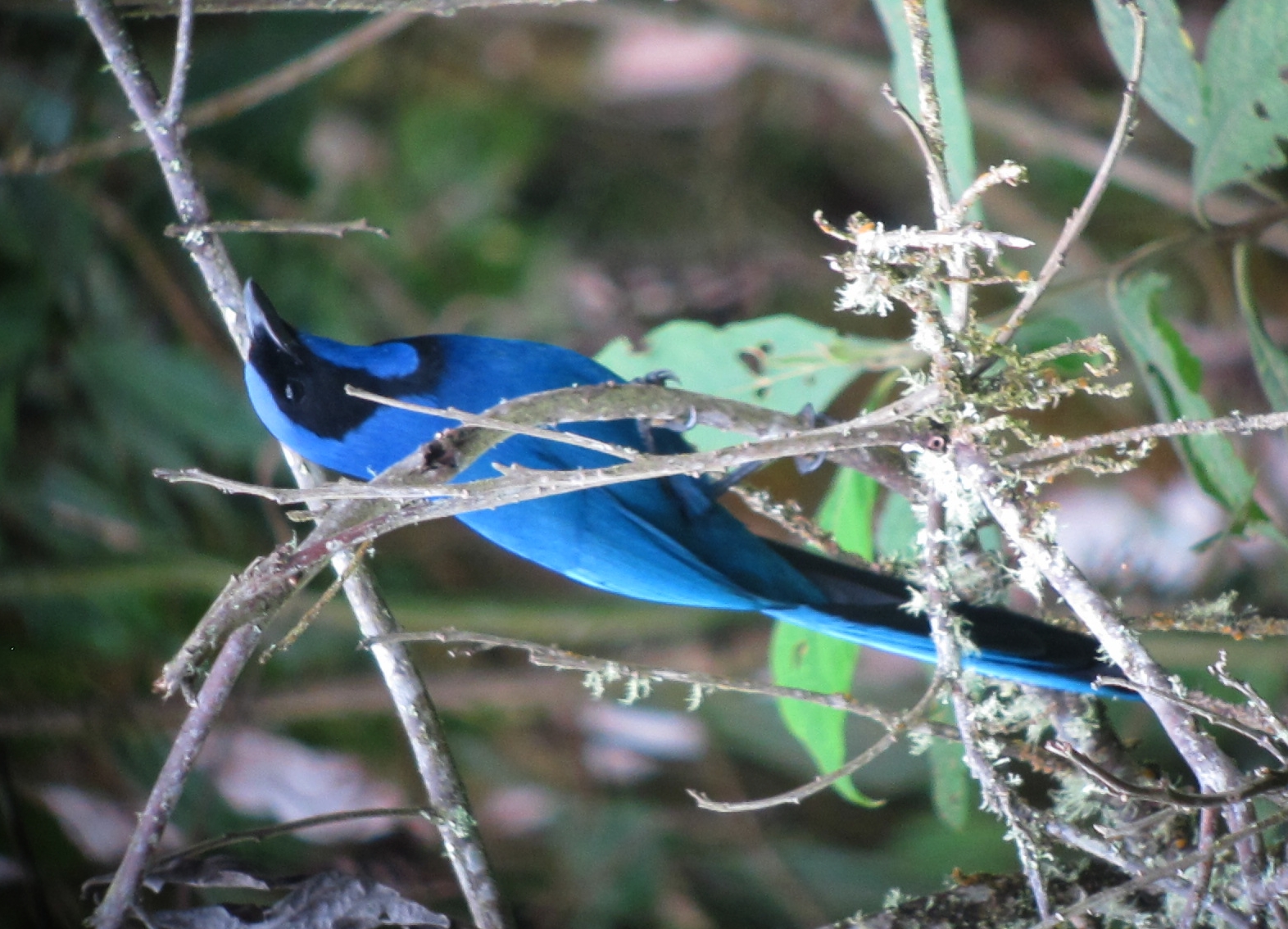 Black-collared Jay (Cyanolyca armillata) :: BirdWeather