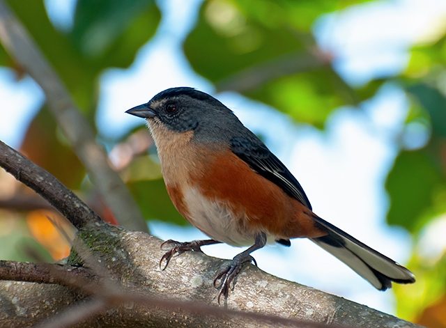 Buff-throated Warbling Finch (Microspingus lateralis) :: BirdWeather