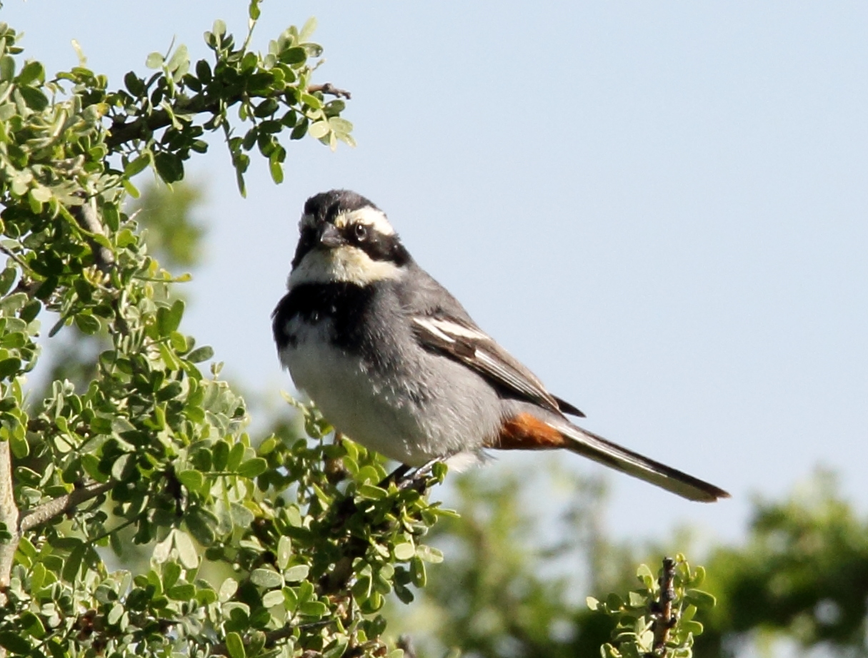 Ringed Warbling Finch (Microspingus torquatus) :: BirdWeather