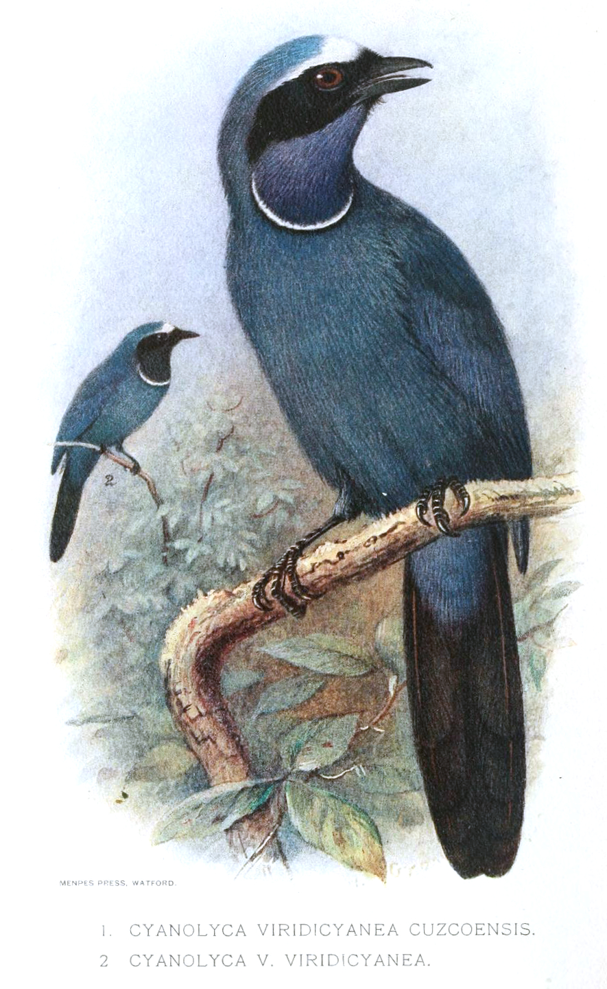 White-collared Jay (Cyanolyca viridicyanus) :: BirdWeather