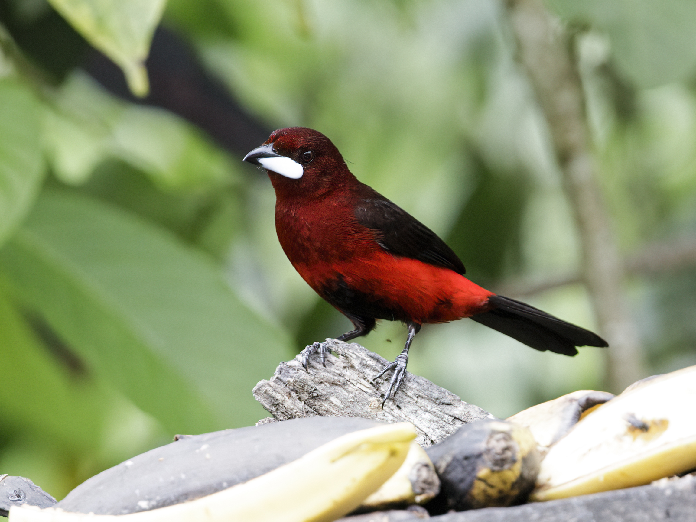 Black-bellied Tanager (Ramphocelus melanogaster) :: BirdWeather