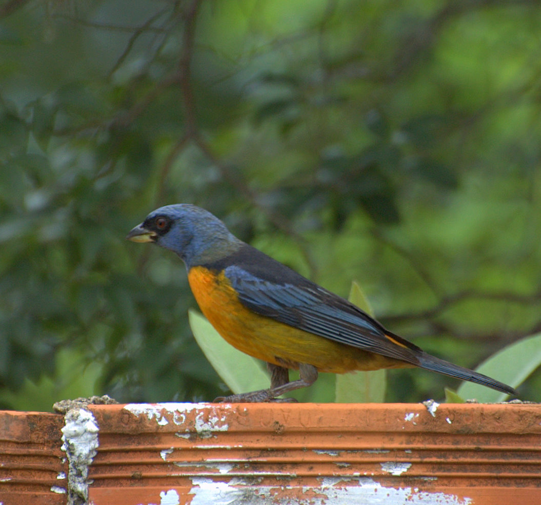 Blue-and-yellow Tanager (Rauenia bonariensis) :: BirdWeather