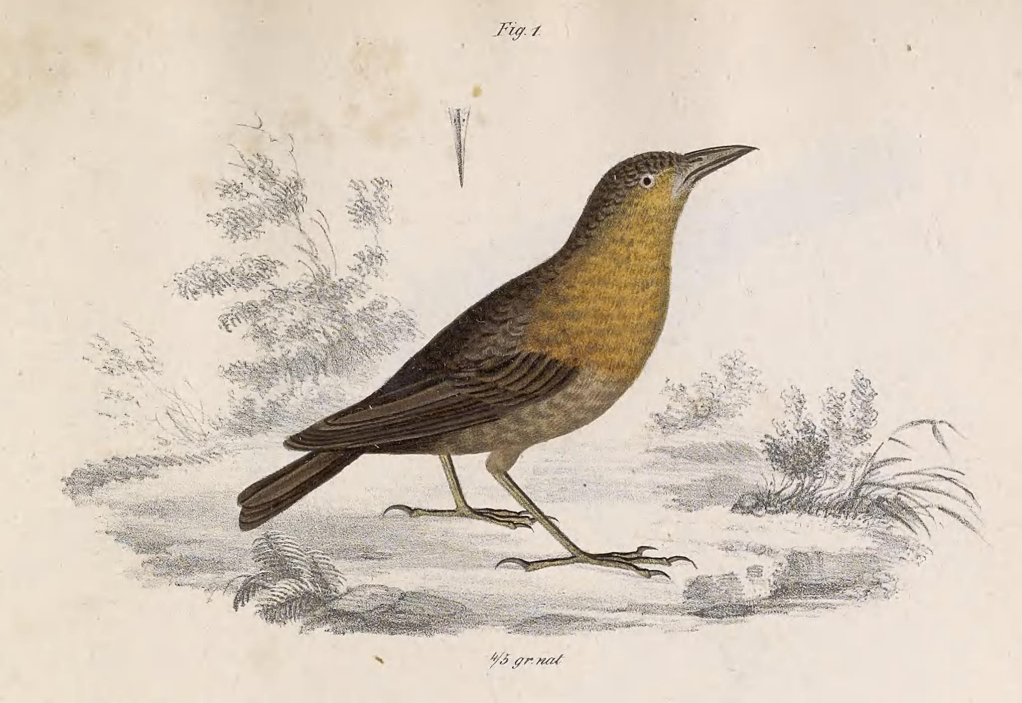 Chestnut-breasted Wren (Cyphorhinus thoracicus) :: BirdWeather