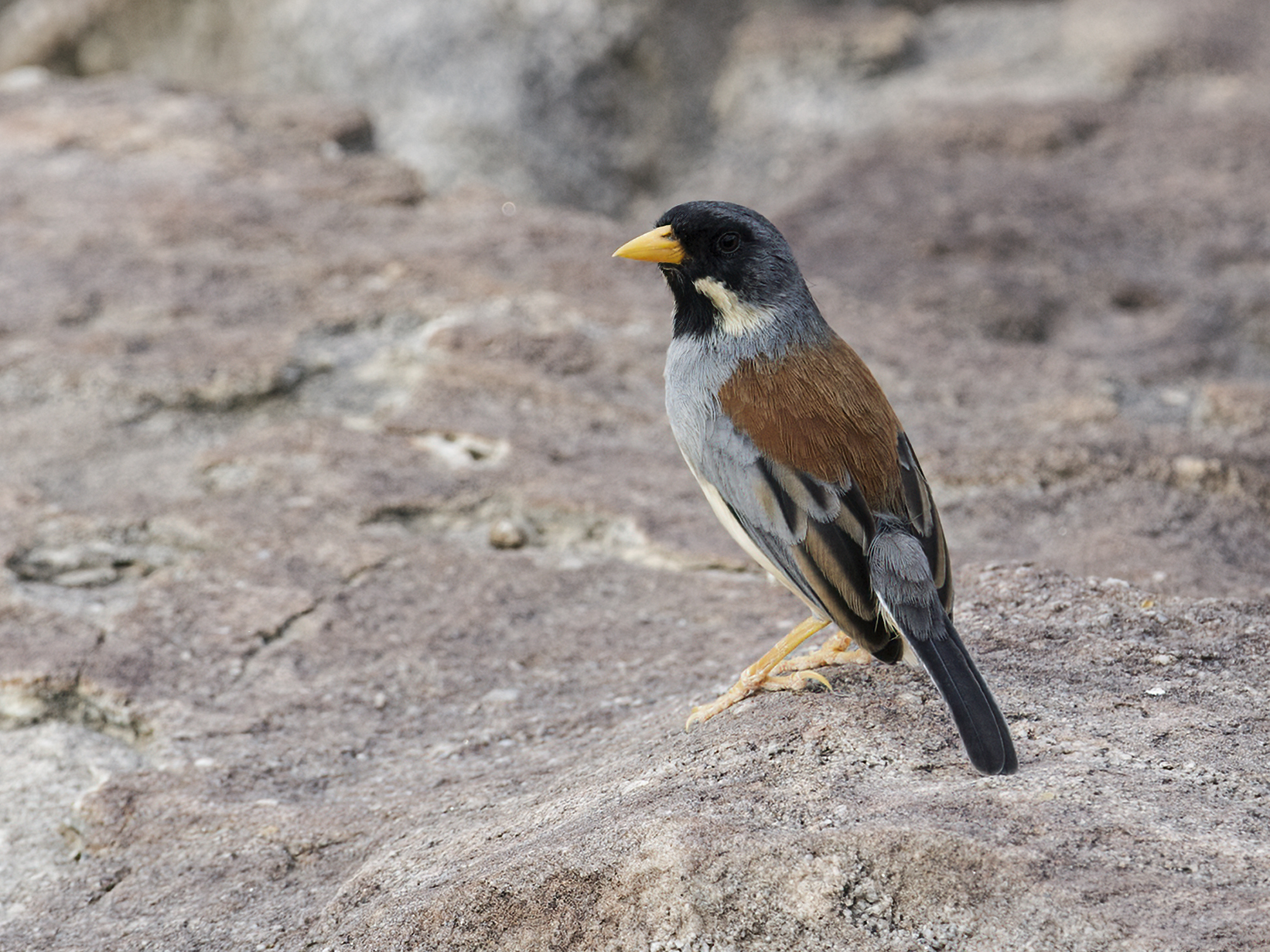 Buff-bridled Inca-Finch (Incaspiza laeta) :: BirdWeather