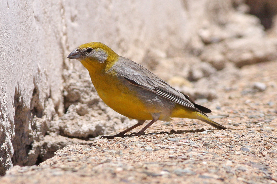Bright-rumped Yellow-Finch (Sicalis uropygialis) :: BirdWeather