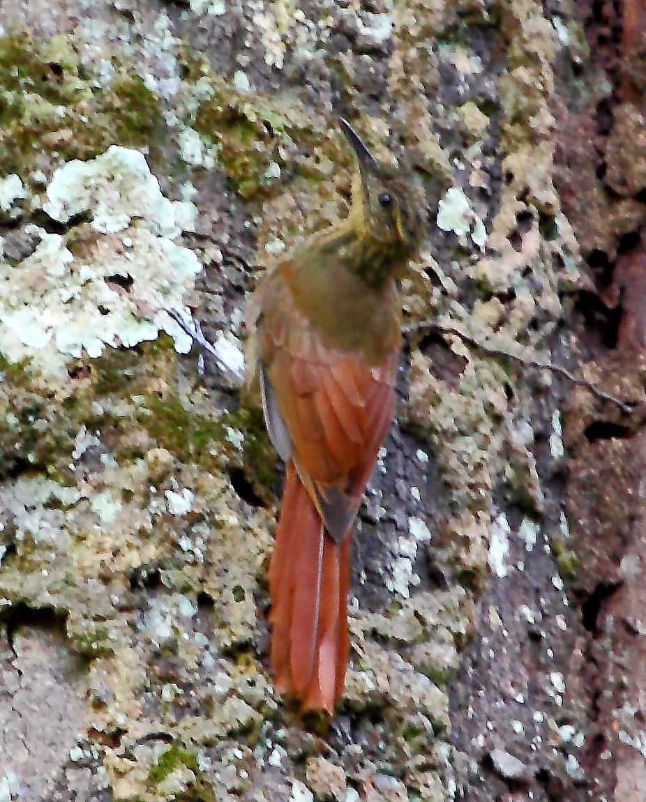 Long-tailed Woodcreeper (Deconychura longicauda) :: BirdWeather