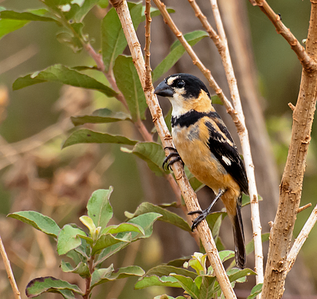 Rusty-collared Seedeater (Sporophila collaris) :: BirdWeather