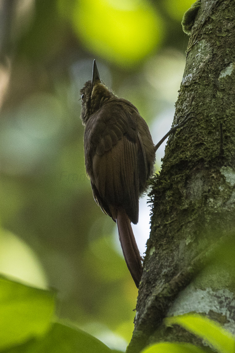 Tawny-winged Woodcreeper (Dendrocincla anabatina) :: BirdWeather