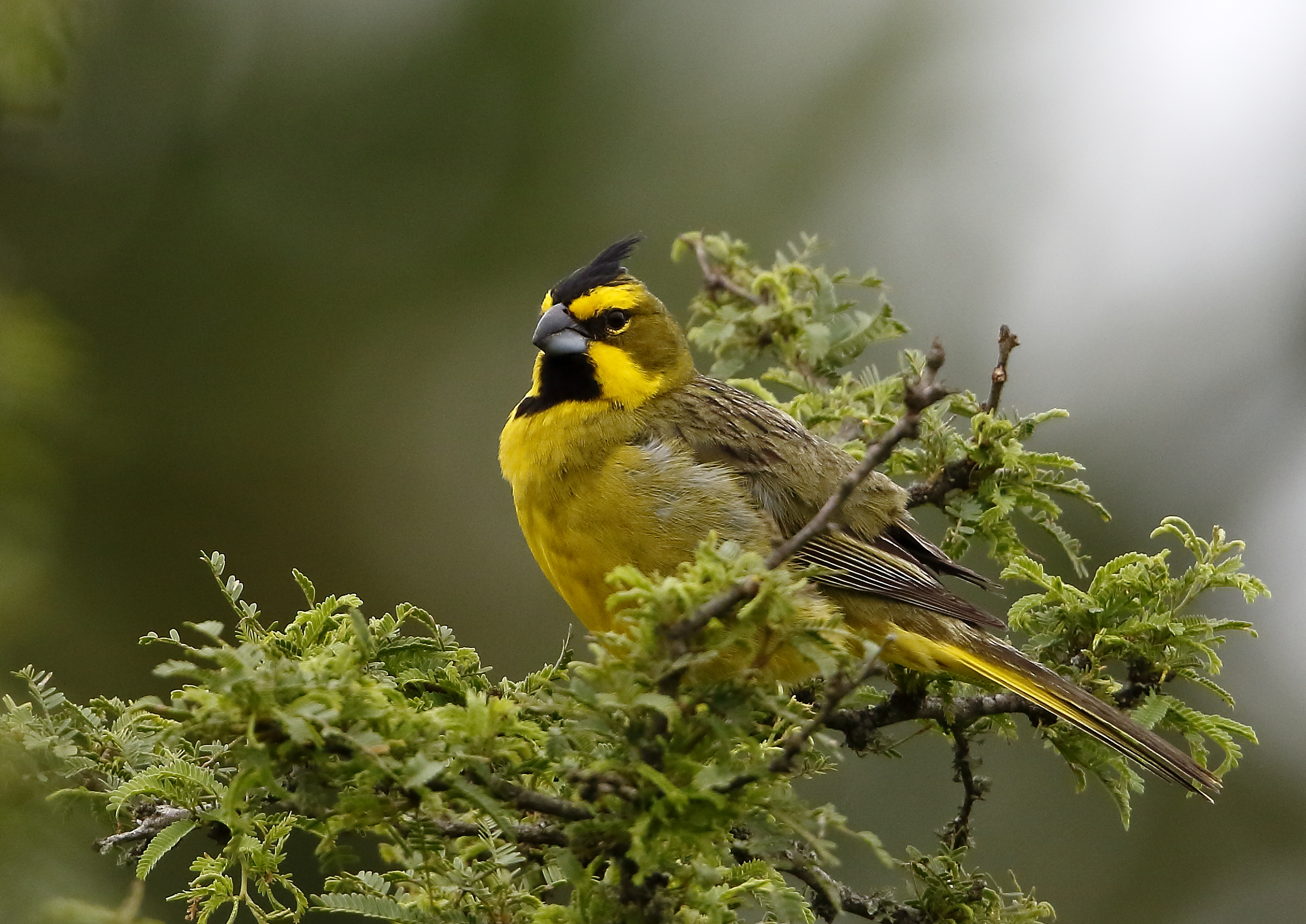 Yellow Cardinal (Gubernatrix cristata) :: BirdWeather