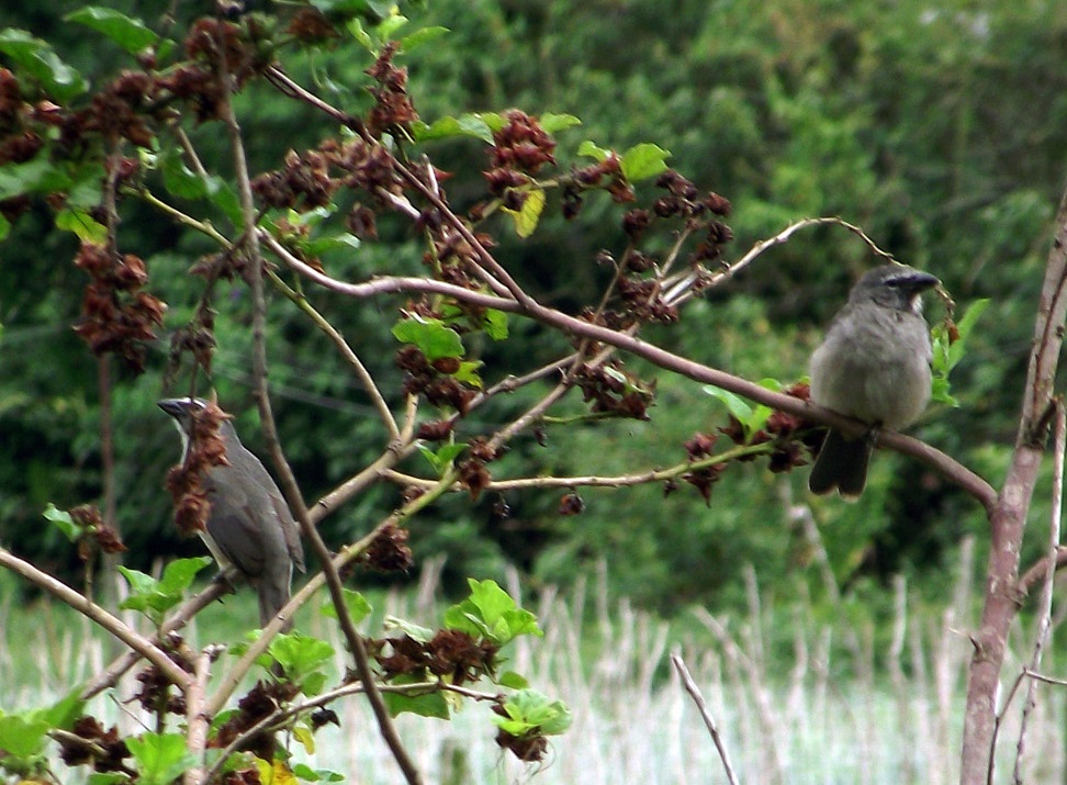Orinocan Saltator (Saltator orenocensis) :: BirdWeather