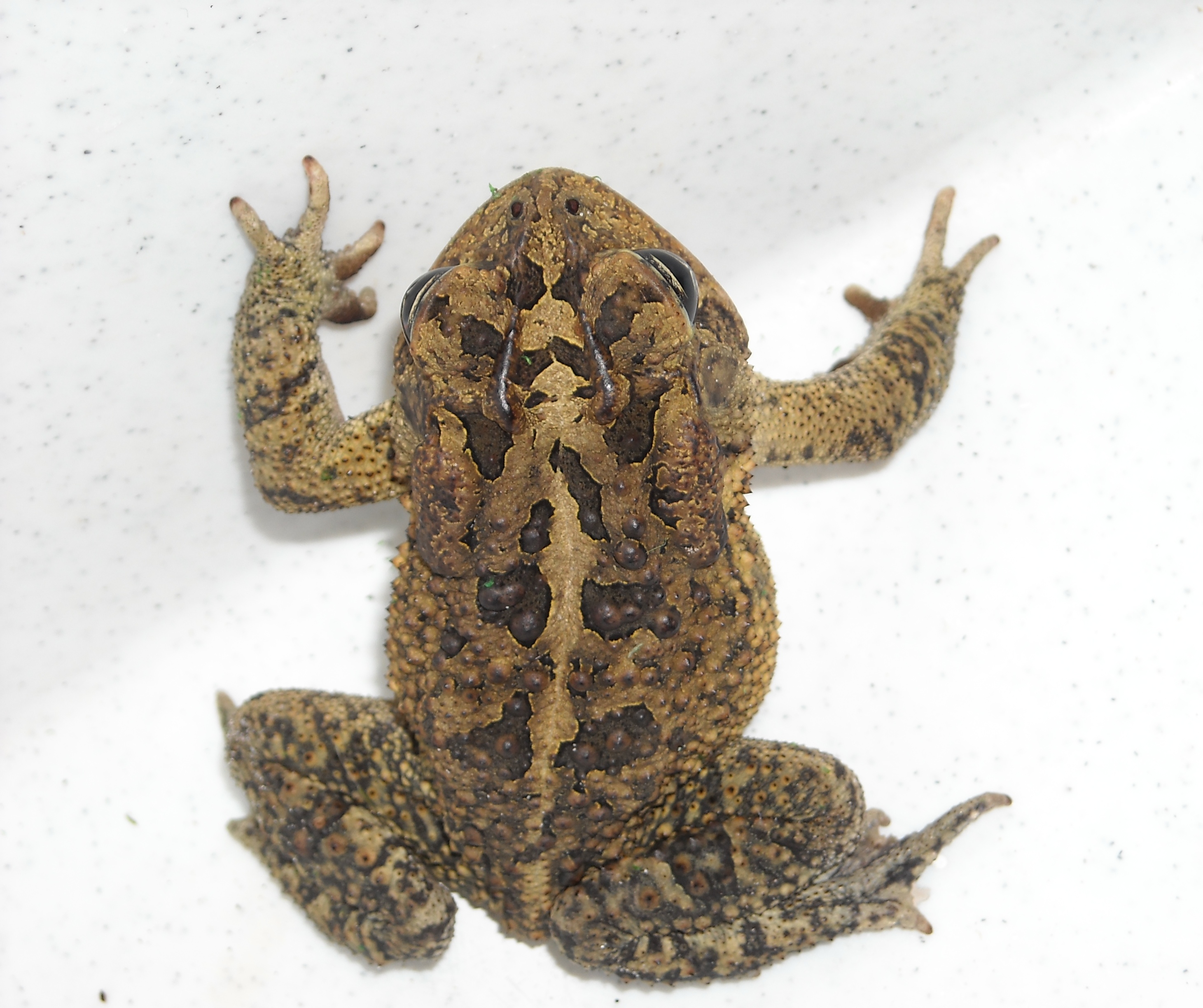 Southern Toad (Anaxyrus terrestris) :: BirdWeather