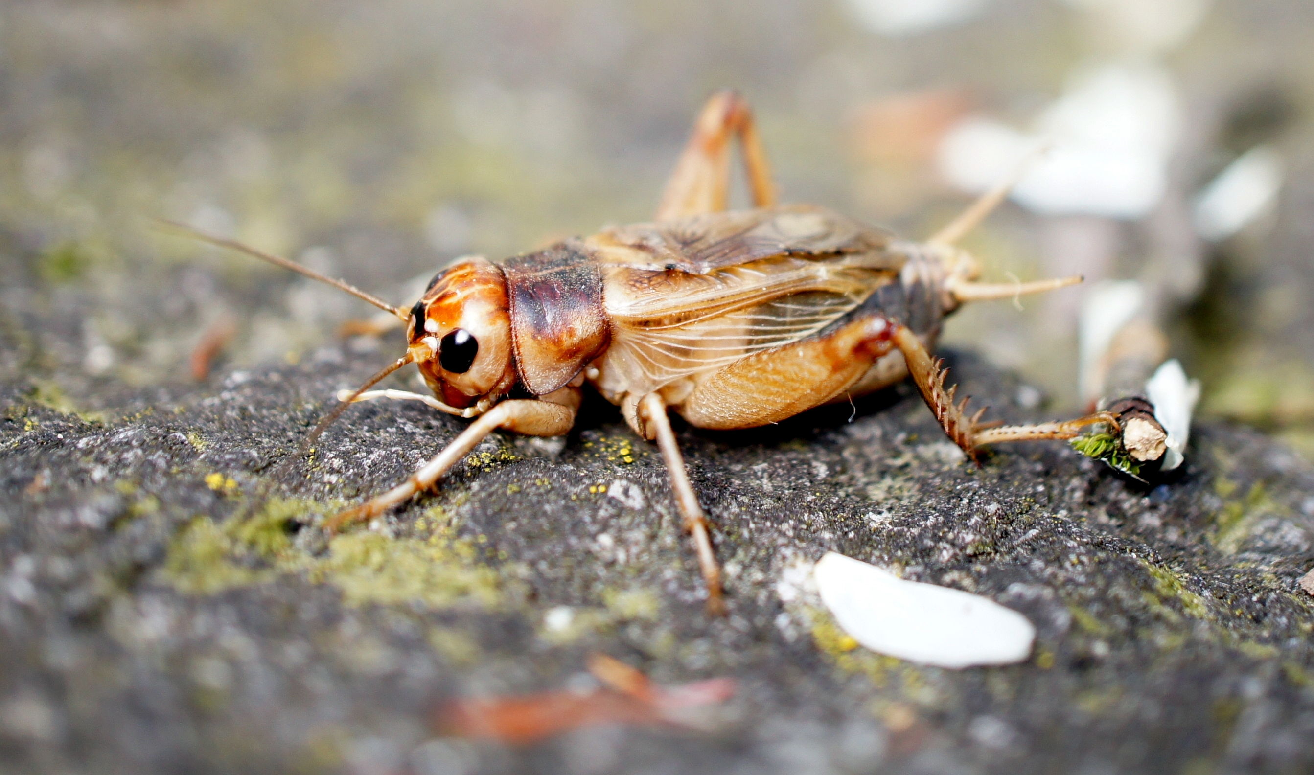 Gryllus assimilis (Gryllus assimilis) :: BirdWeather