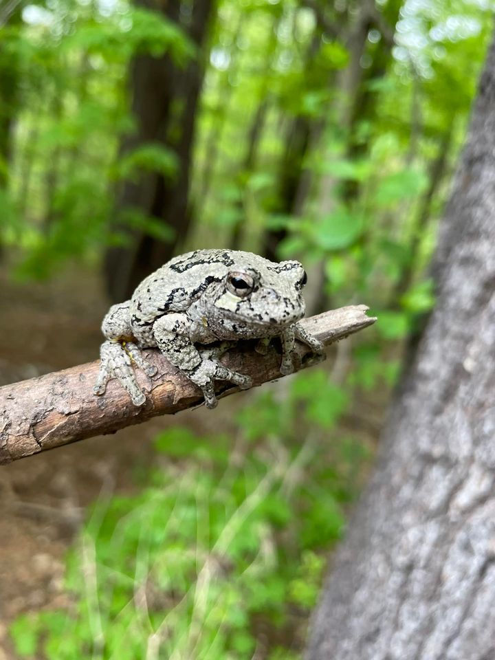 Gray Treefrog (Dryophytes versicolor) :: BirdWeather